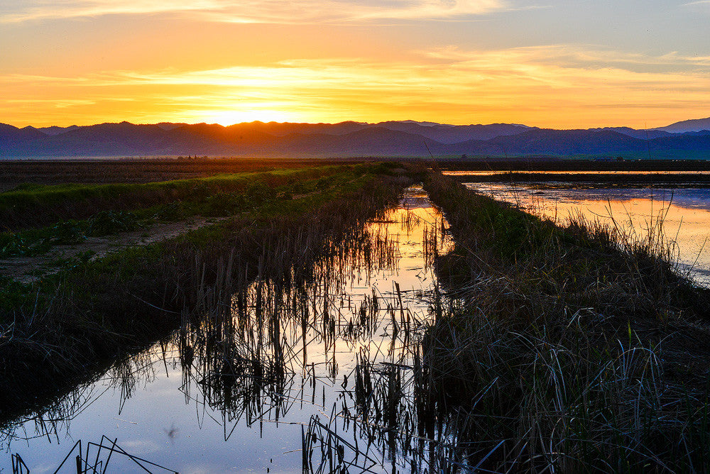 Rice Renaissance – SunWest Foods